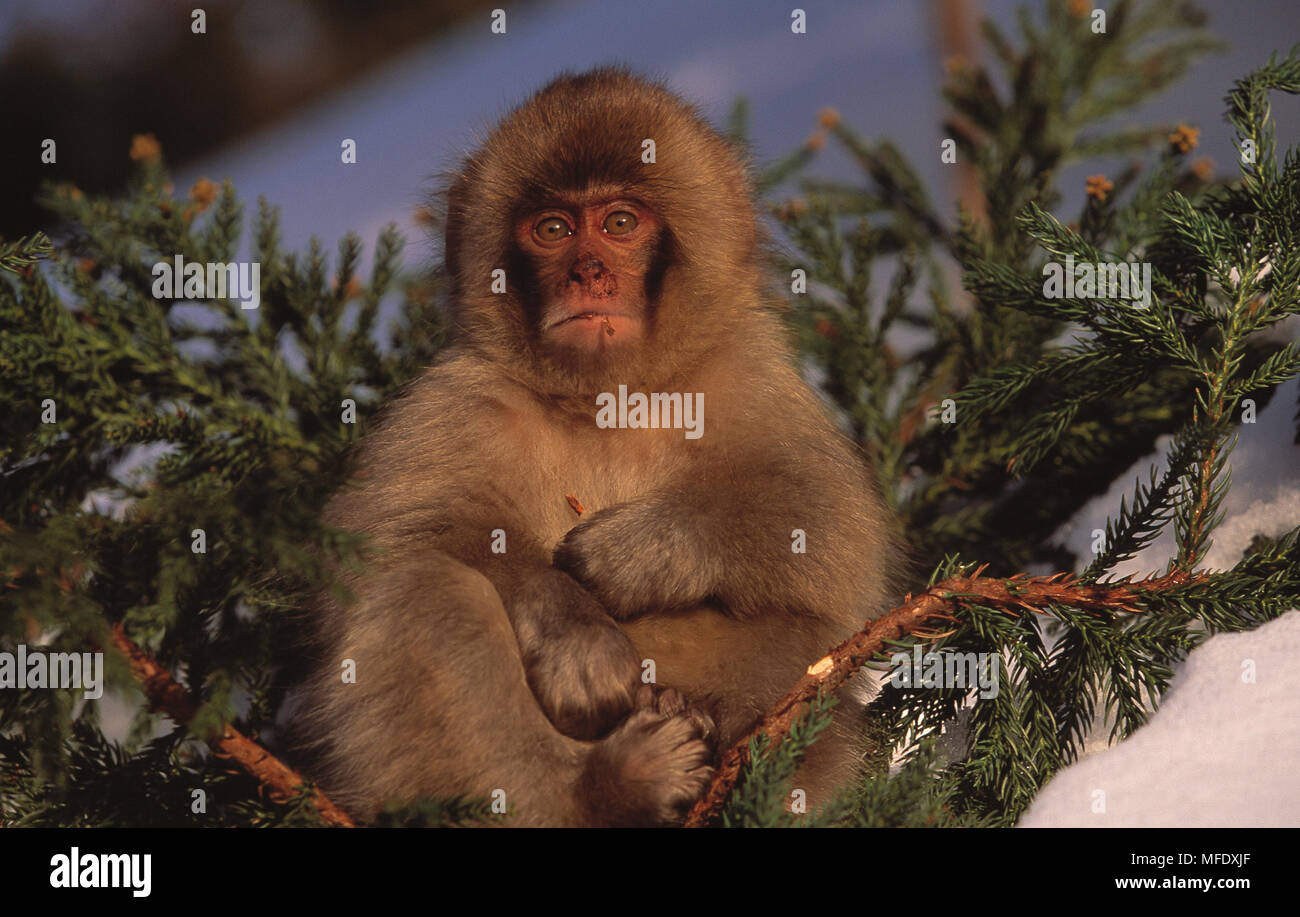 JAPANESE MACAQUE Macaca fuscata young, browsing in tree Jigokudani ...