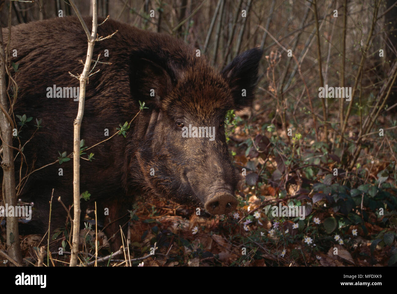 WILD BOAR Sus scrofa England Stock Photo - Alamy