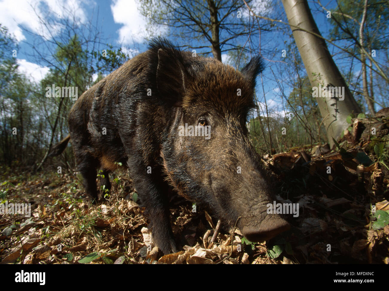 Sniffing faces hi-res stock photography and images - Alamy