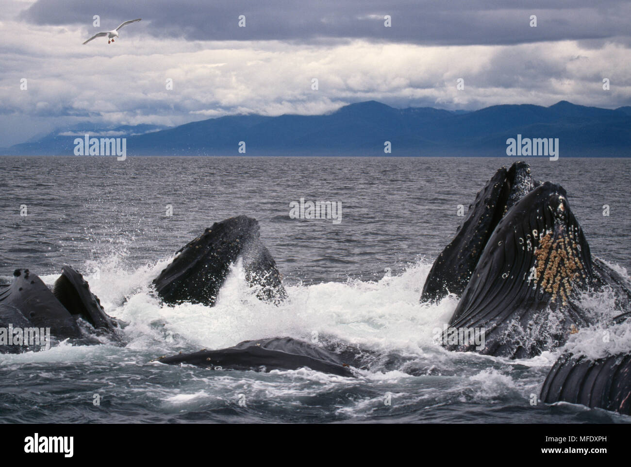 HUMPBACK WHALE Megaptera novaeangliae group, bubble-net feeding ...