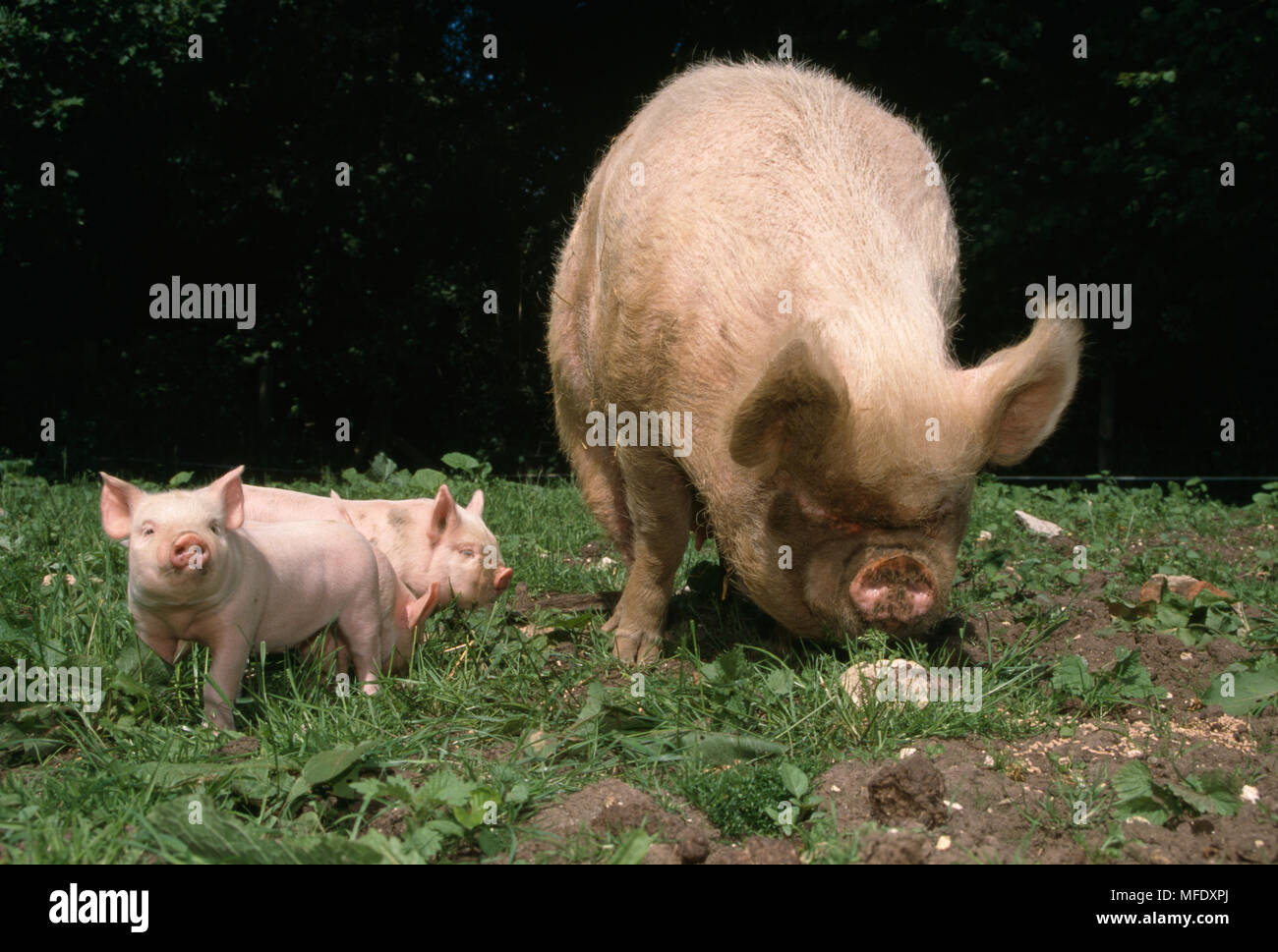 Middle white pigs hi-res stock photography and images - Alamy