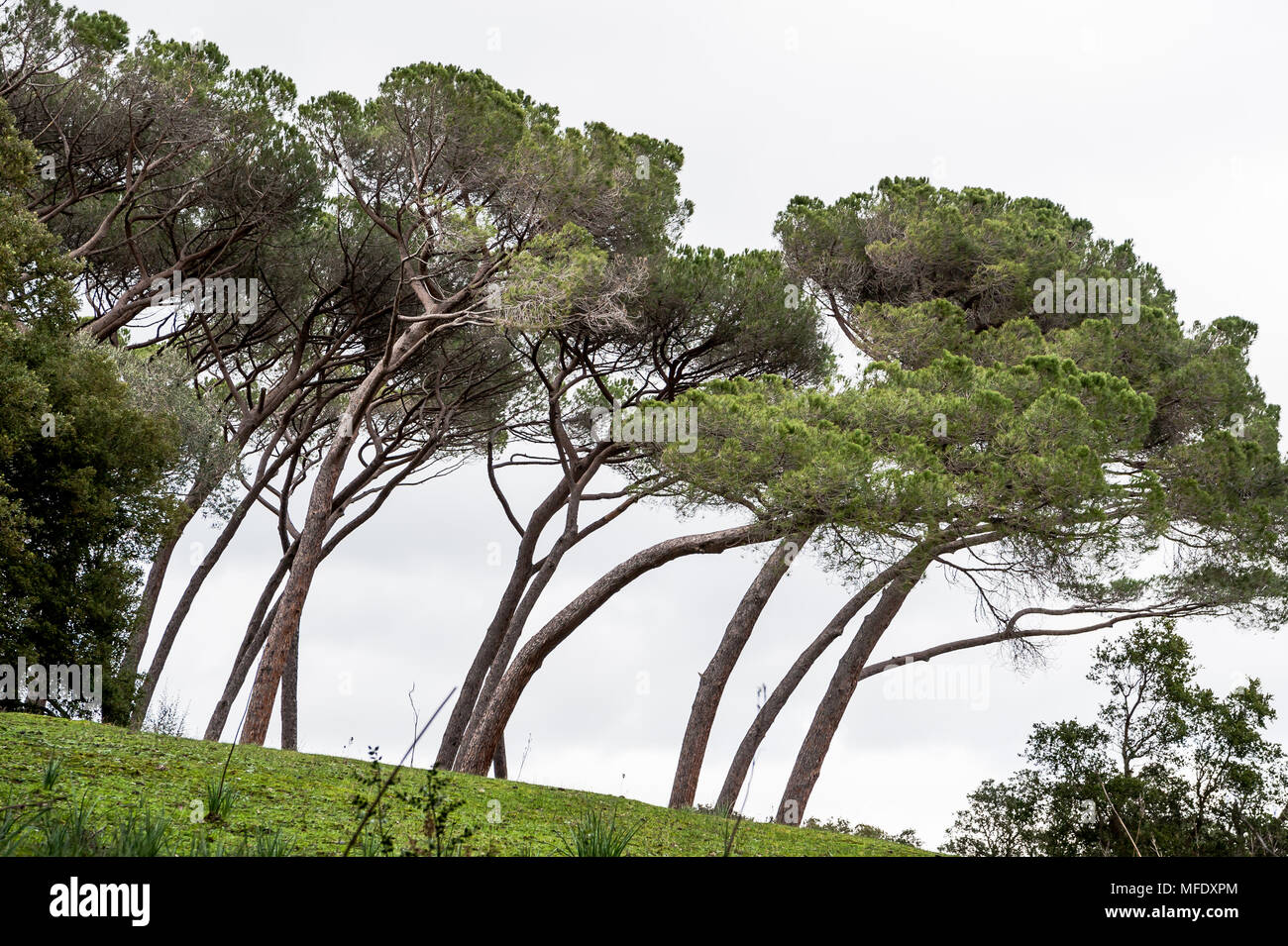 The beautiful rugged forrest in the interior of Corsica, France in ...