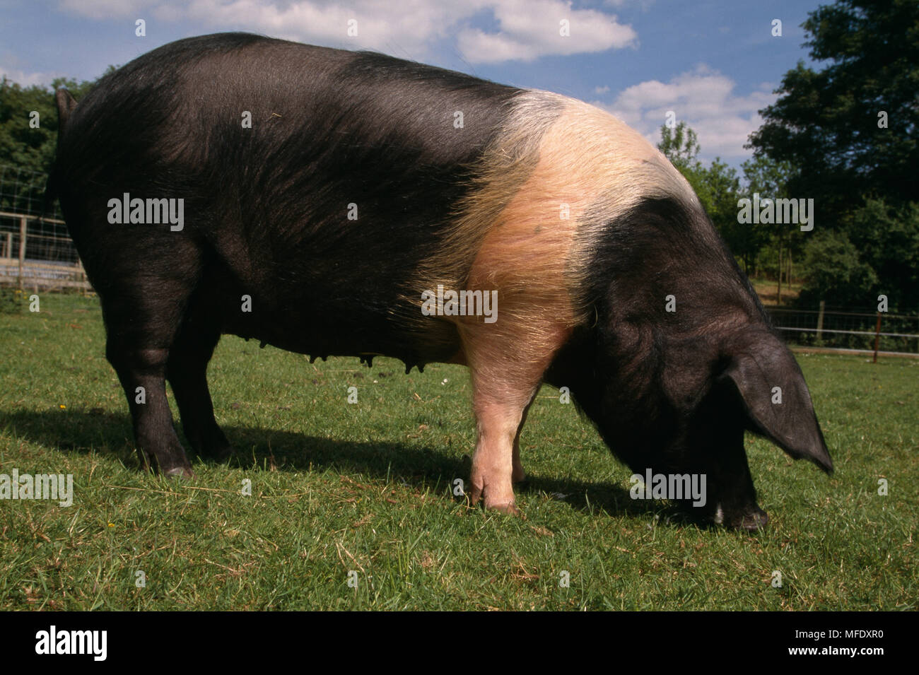 British Saddleback Pig Stock Photos & British Saddleback Pig Stock ...