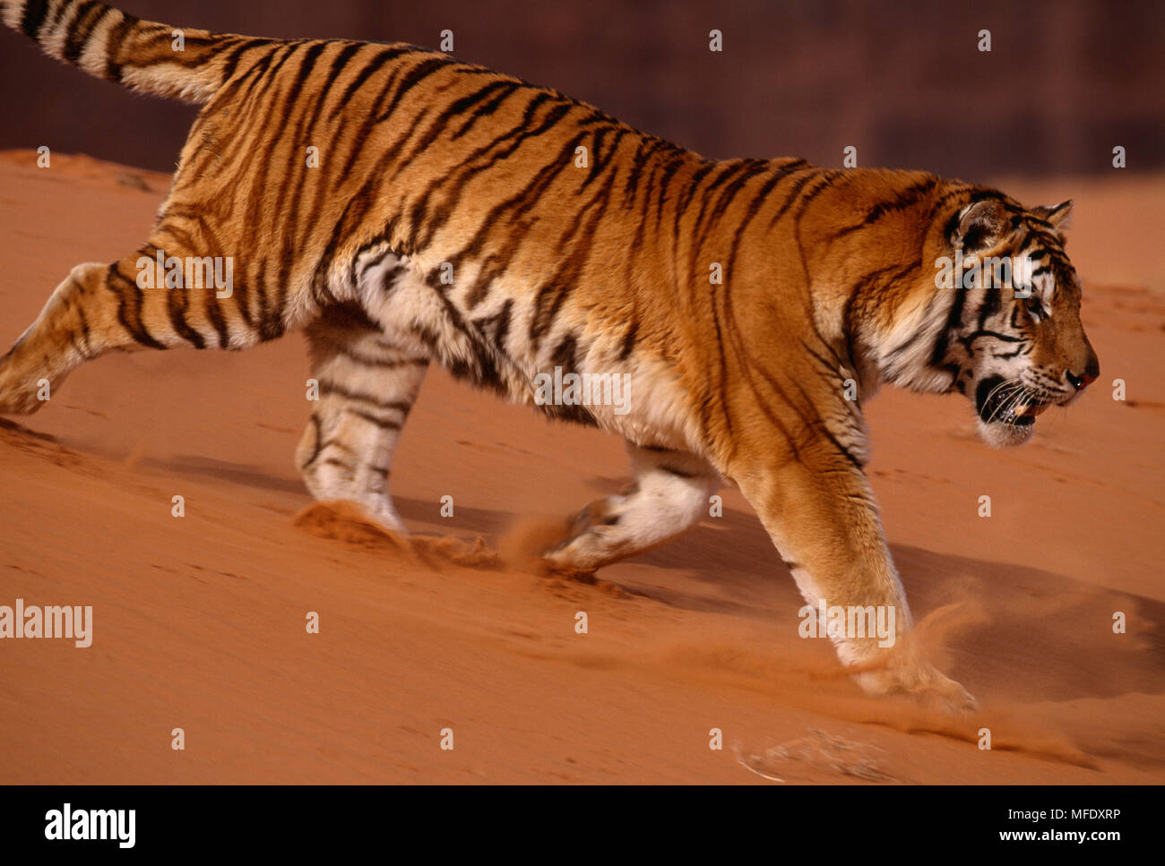 TIGER walking Panthera tigris on soft sand Stock Photo - Alamy
