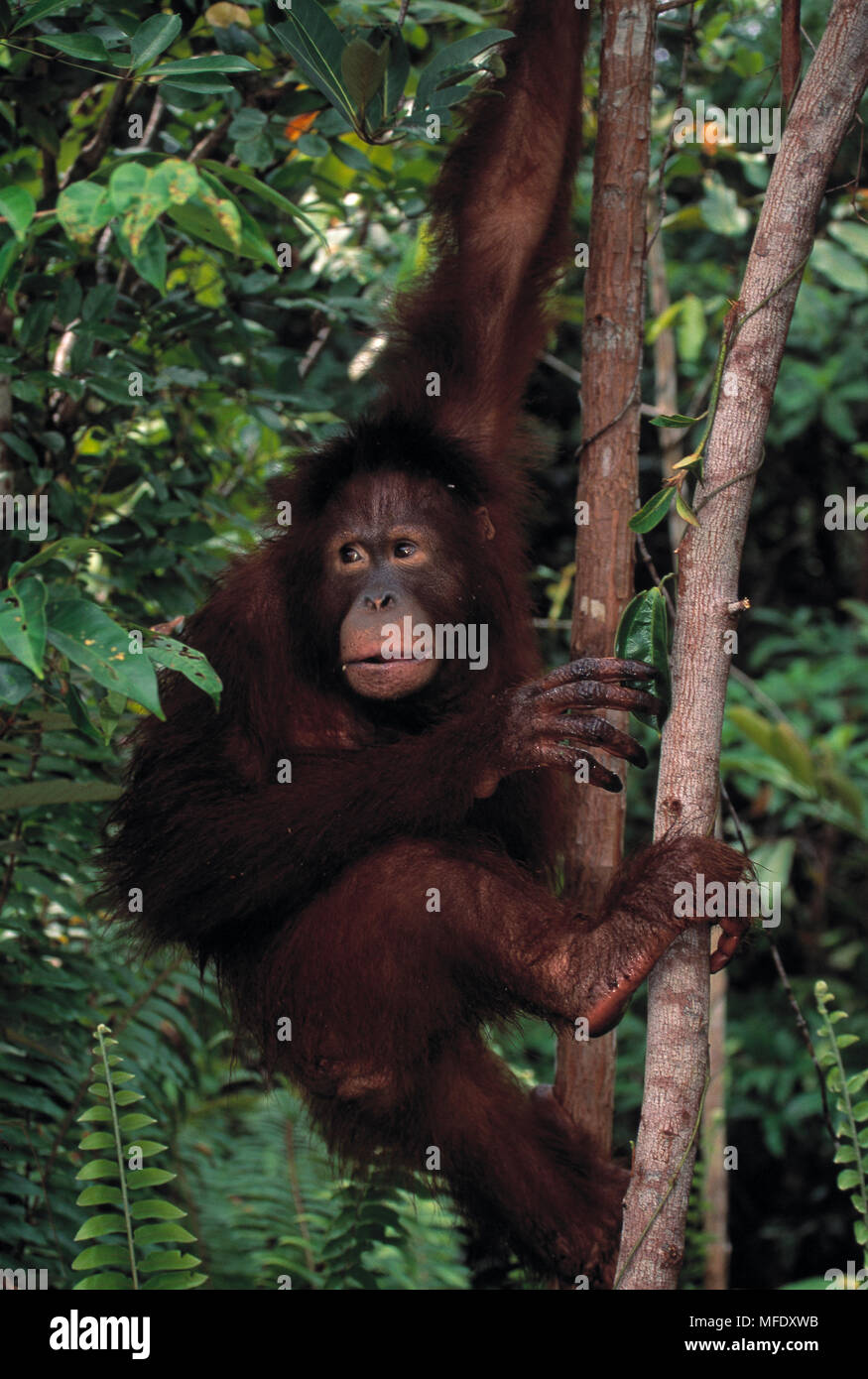 ORANGUTAN female Pongo pygmaeus Tanjung Puting National Park ...