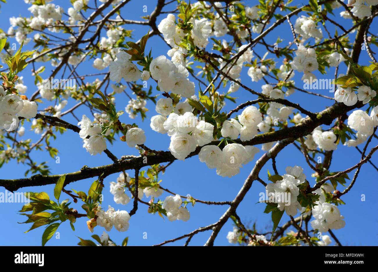 Prunus shirotae mount fuji cherry hi-res stock photography and images ...