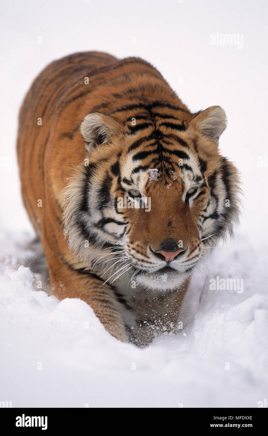 TIGER walking Panthera tigris in deep snow Stock Photo - Alamy