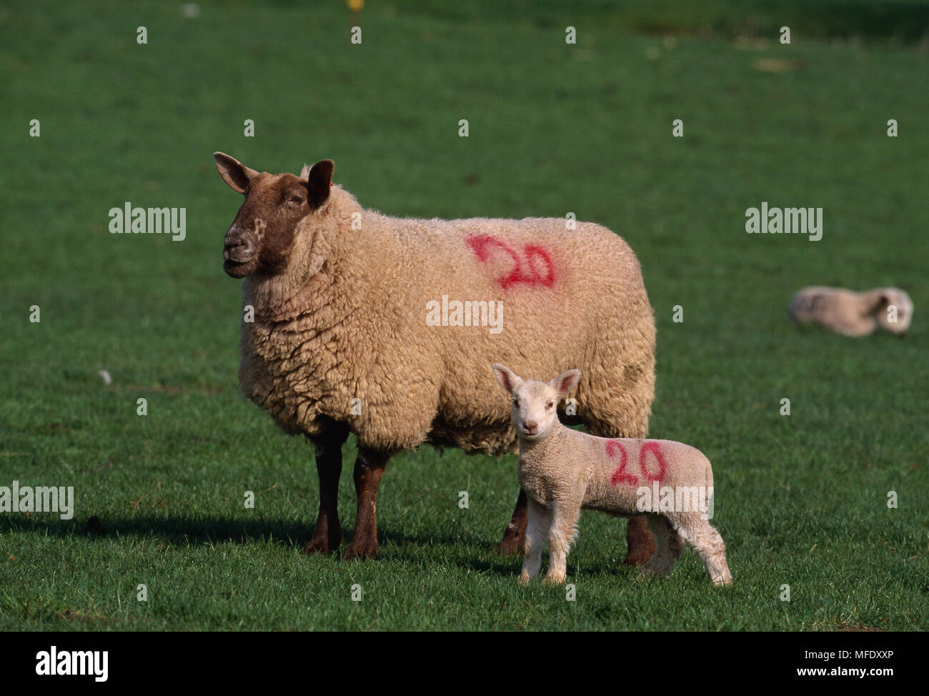 Lamb identification numbers hi-res stock photography and images - Alamy