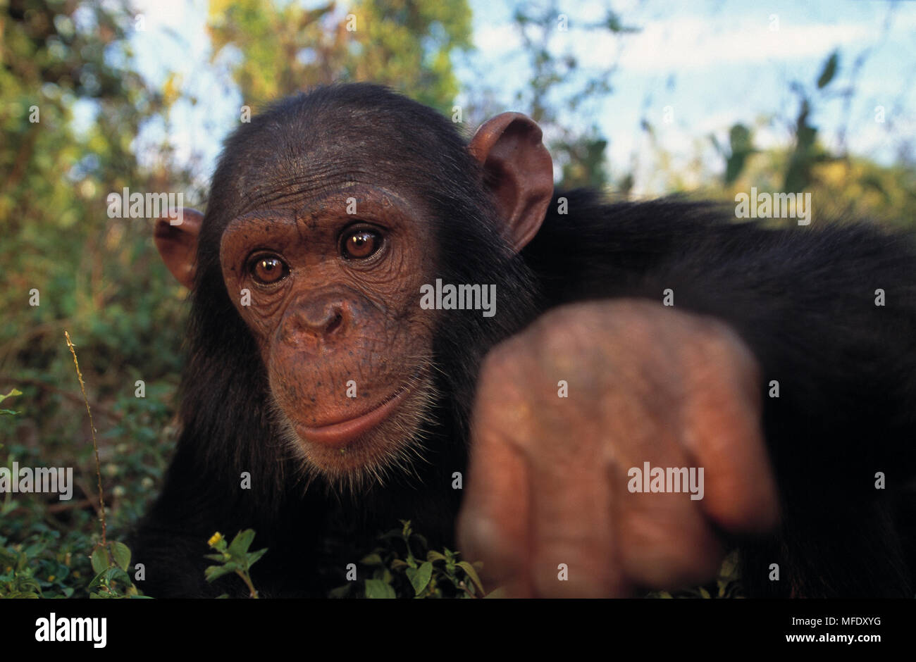 Great ape fist hi-res stock photography and images - Alamy