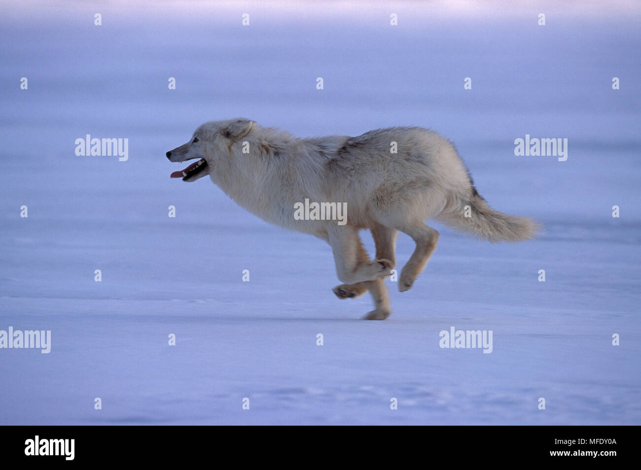 Arctic Wolf Running 1,005 Arctic Wolf Pack Stock Photos Free