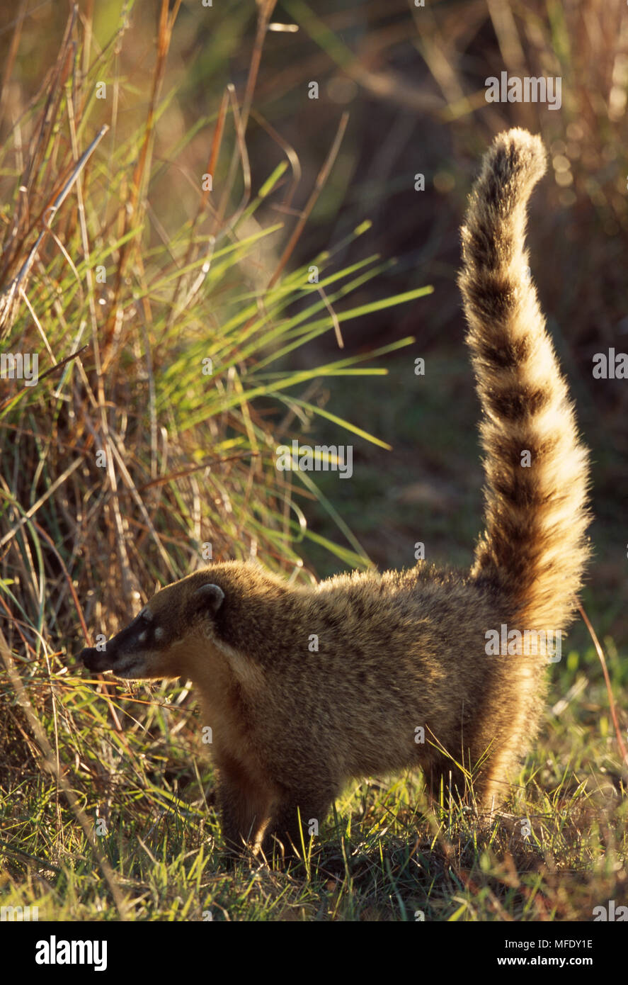RINGTAILED COATI or COATIMUNDI Nasua nasua Pantanal, southern Brazil ...