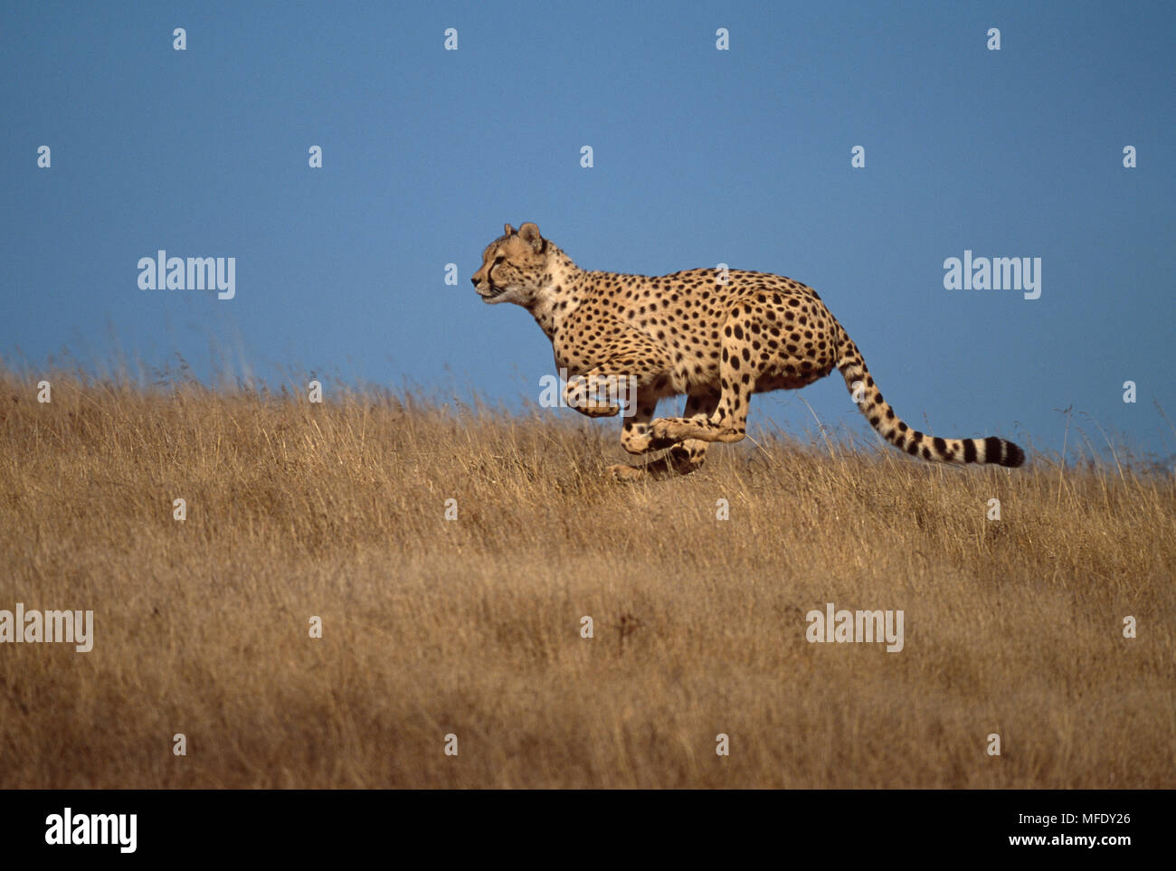 CHEETAH running Acinonyx jubatus Picture Sequence: No.1 of 4 Complete ...