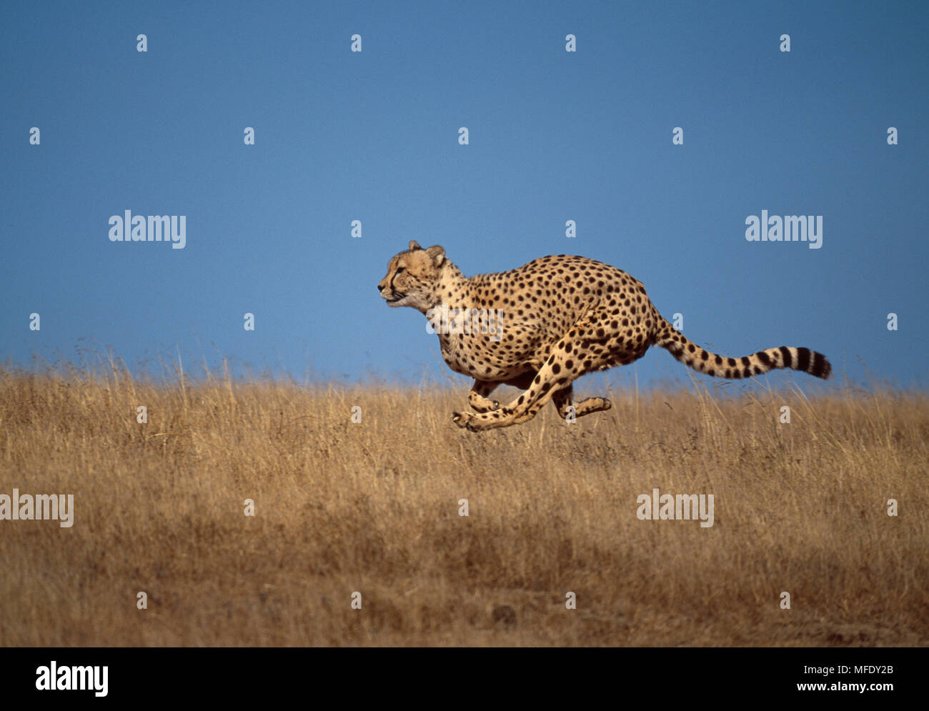 CHEETAH running Acinonyx jubatus Picture Sequence: No.2 of 4 Complete ...