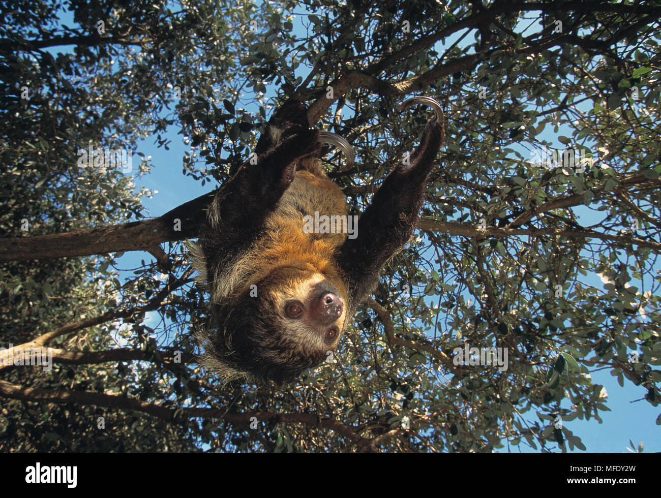 HOFFMANN'S TWO-TOED SLOTH Choloepus hoffmanni hanging from branch Stock ...