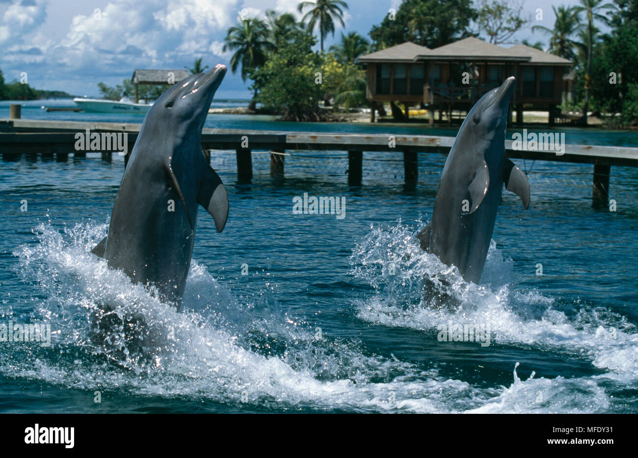 Dolphin tail walking hi-res stock photography and images - Alamy