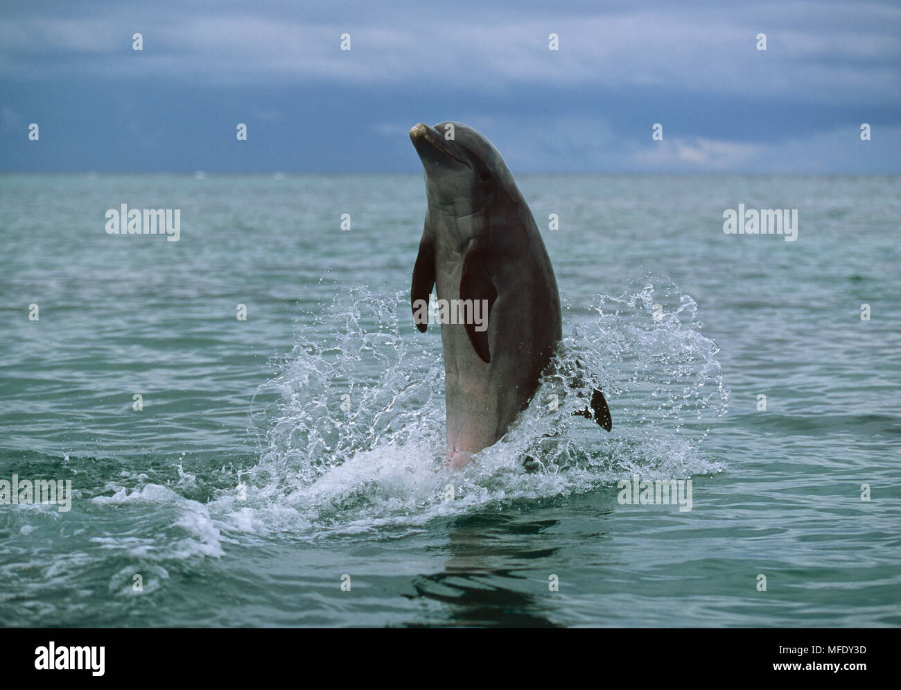Dolphins tail walking hi-res stock photography and images - Alamy