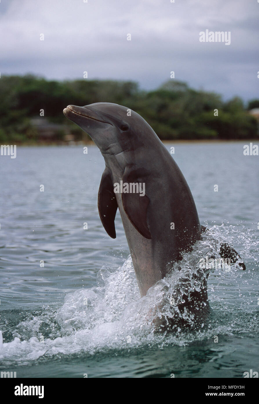 BOTTLENOSE DOLPHIN tail-walking Tursiops truncatus Honduras Stock Photo ...