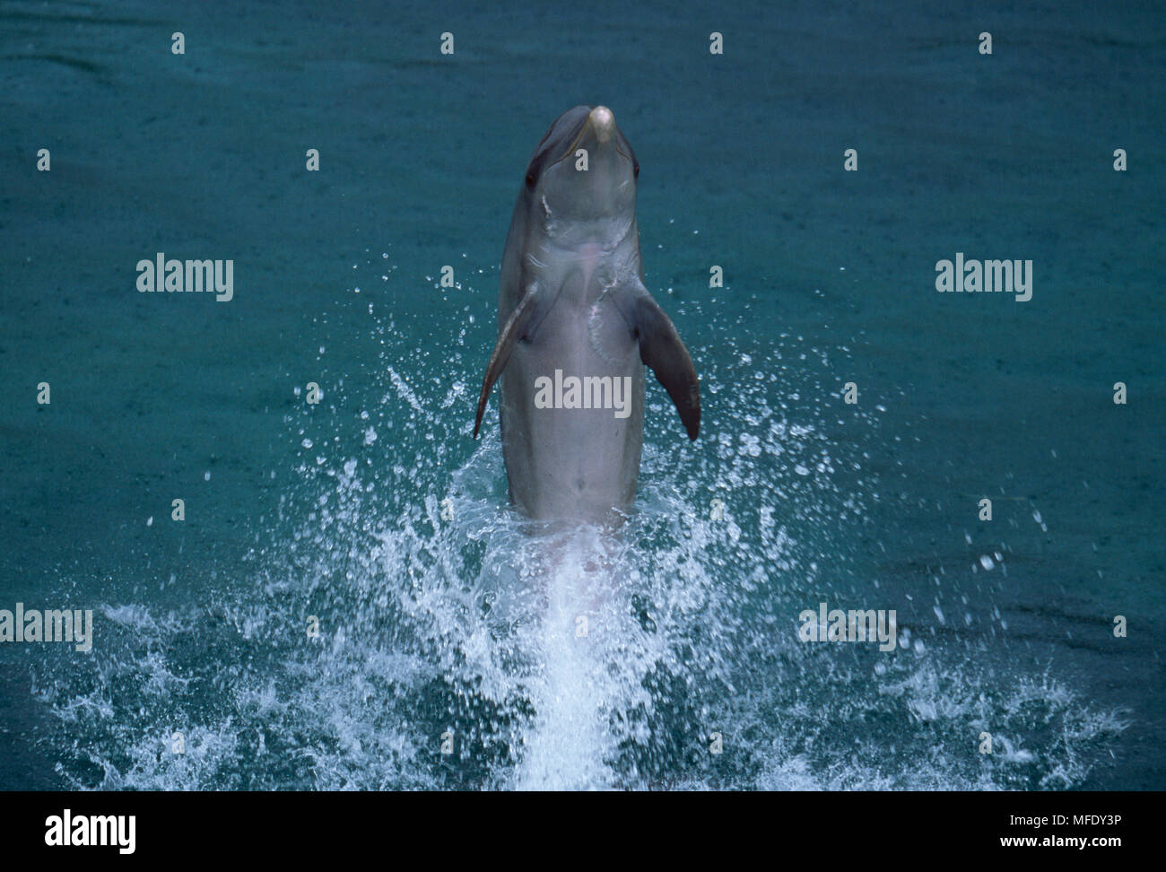 BOTTLENOSE DOLPHIN tail-walking Tursiops truncatus Honduras Stock Photo ...