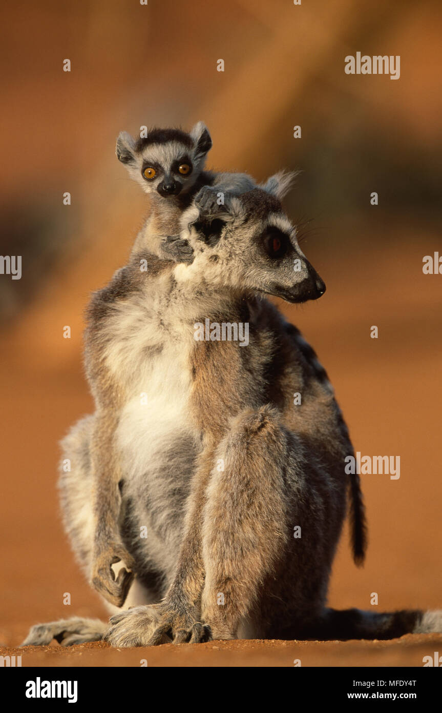 Ring tailed lemur carrying baby hi-res stock photography and images - Alamy