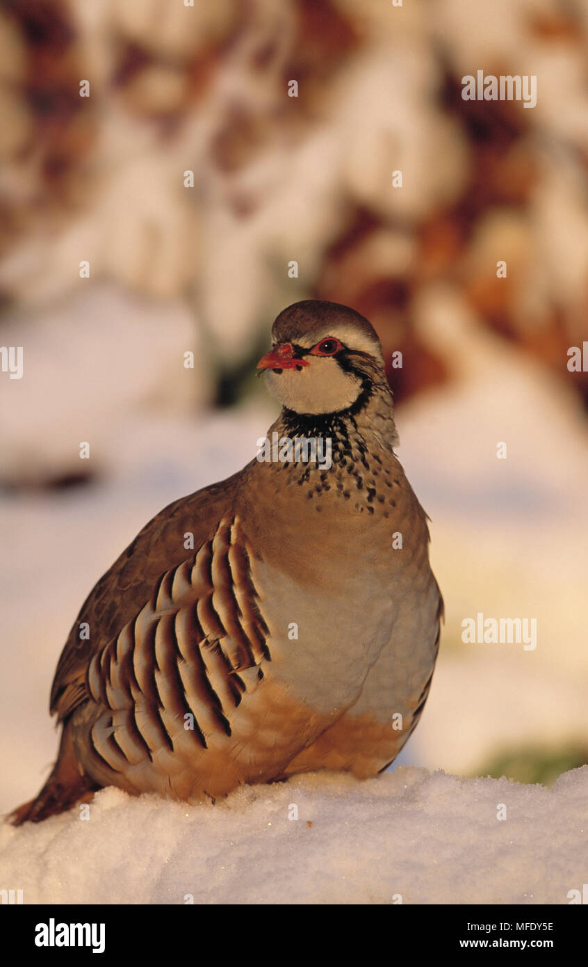 Partridge of hampshire hi-res stock photography and images - Alamy