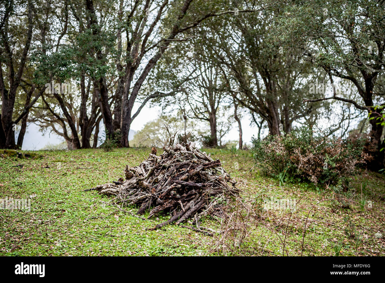 The beautiful rugged forrest in the interior of Corsica, France in ...