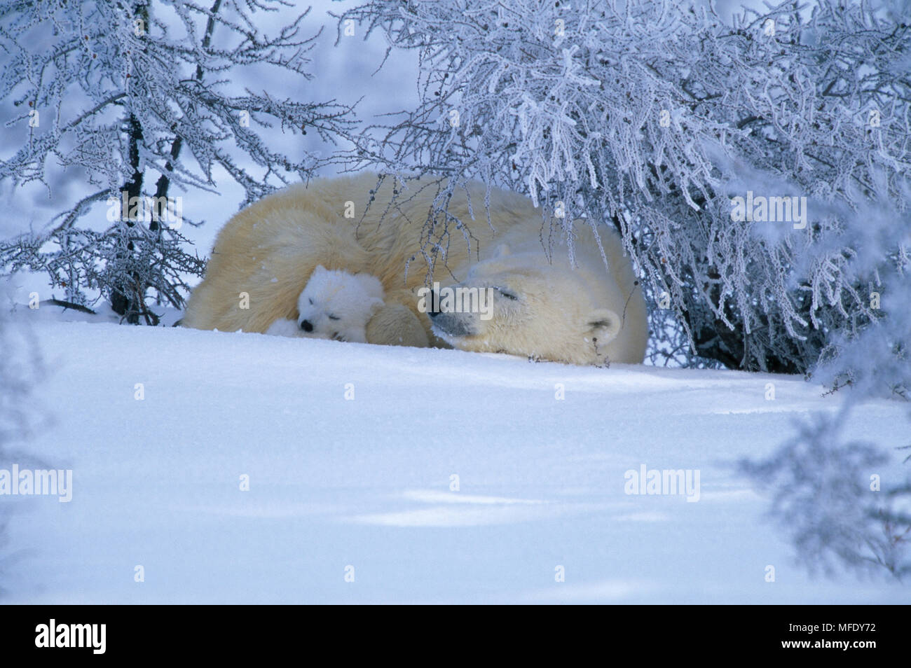 Female polar bear den hi-res stock photography and images - Alamy