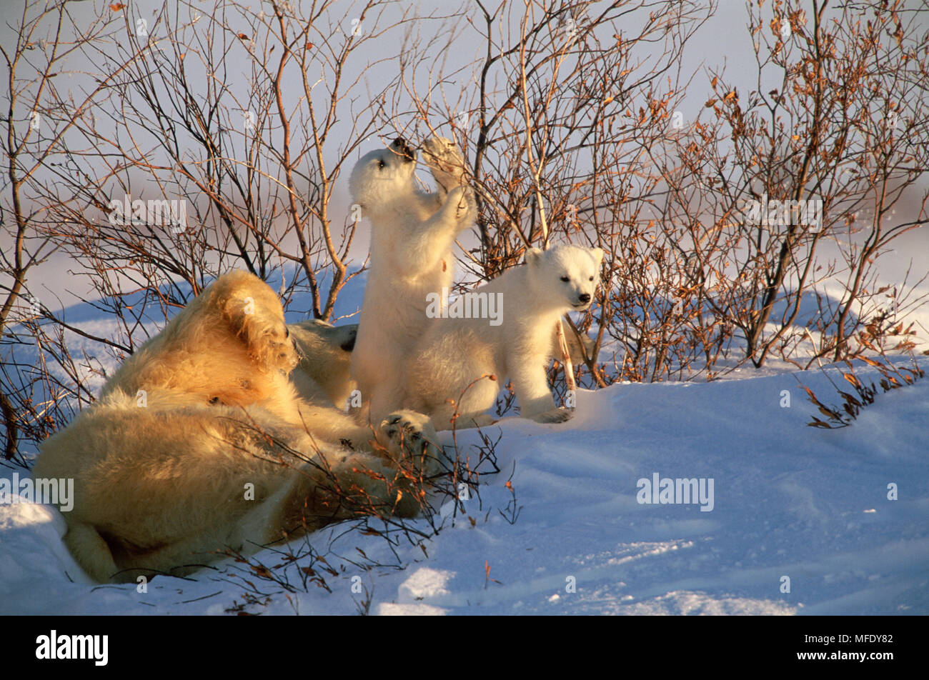 Female polar bear den hi-res stock photography and images - Alamy