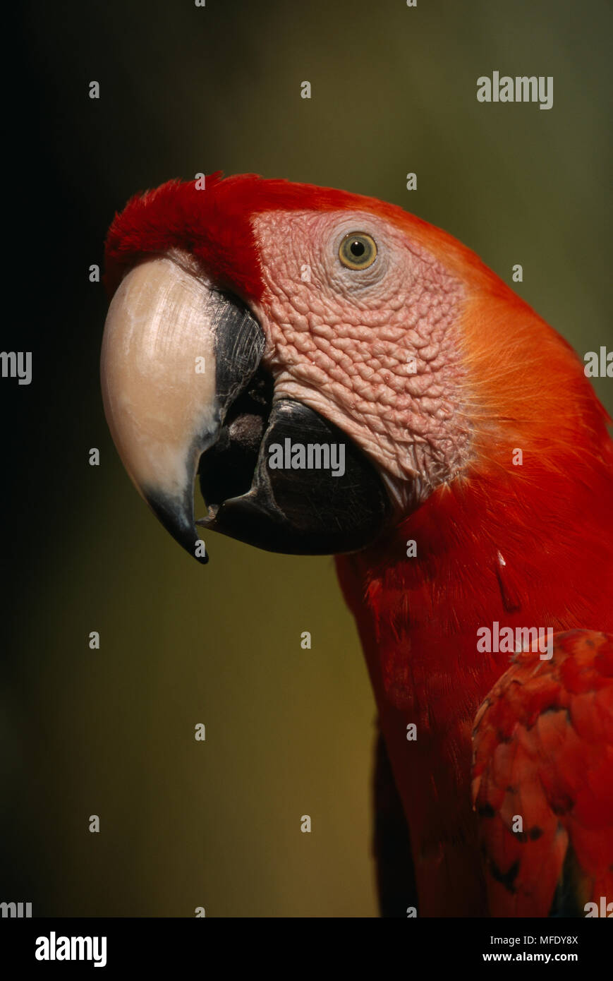 SCARLET MACAW Ara macao Brazil, South America Stock Photo - Alamy