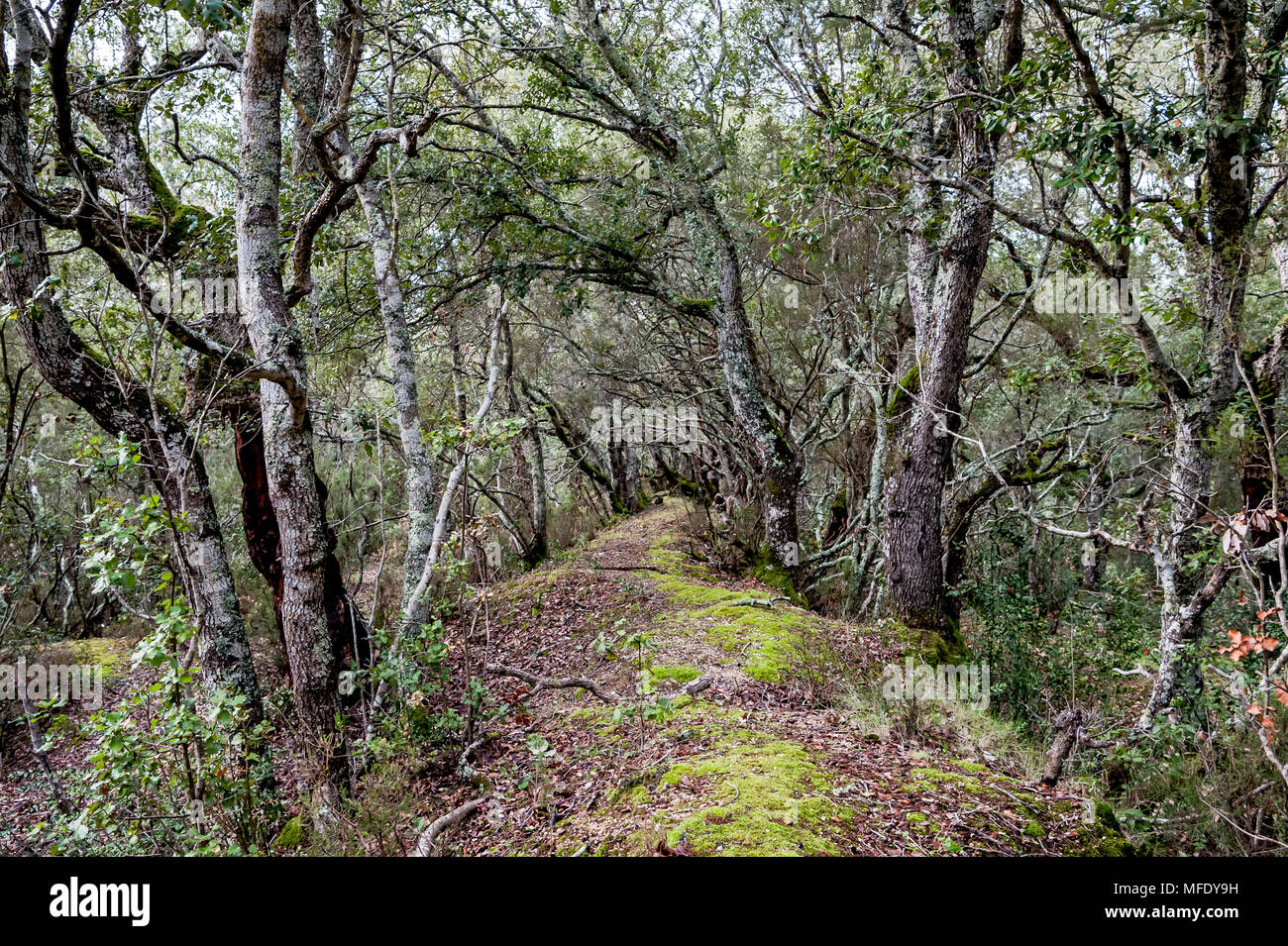 The beautiful rugged forrest in the interior of Corsica, France in ...