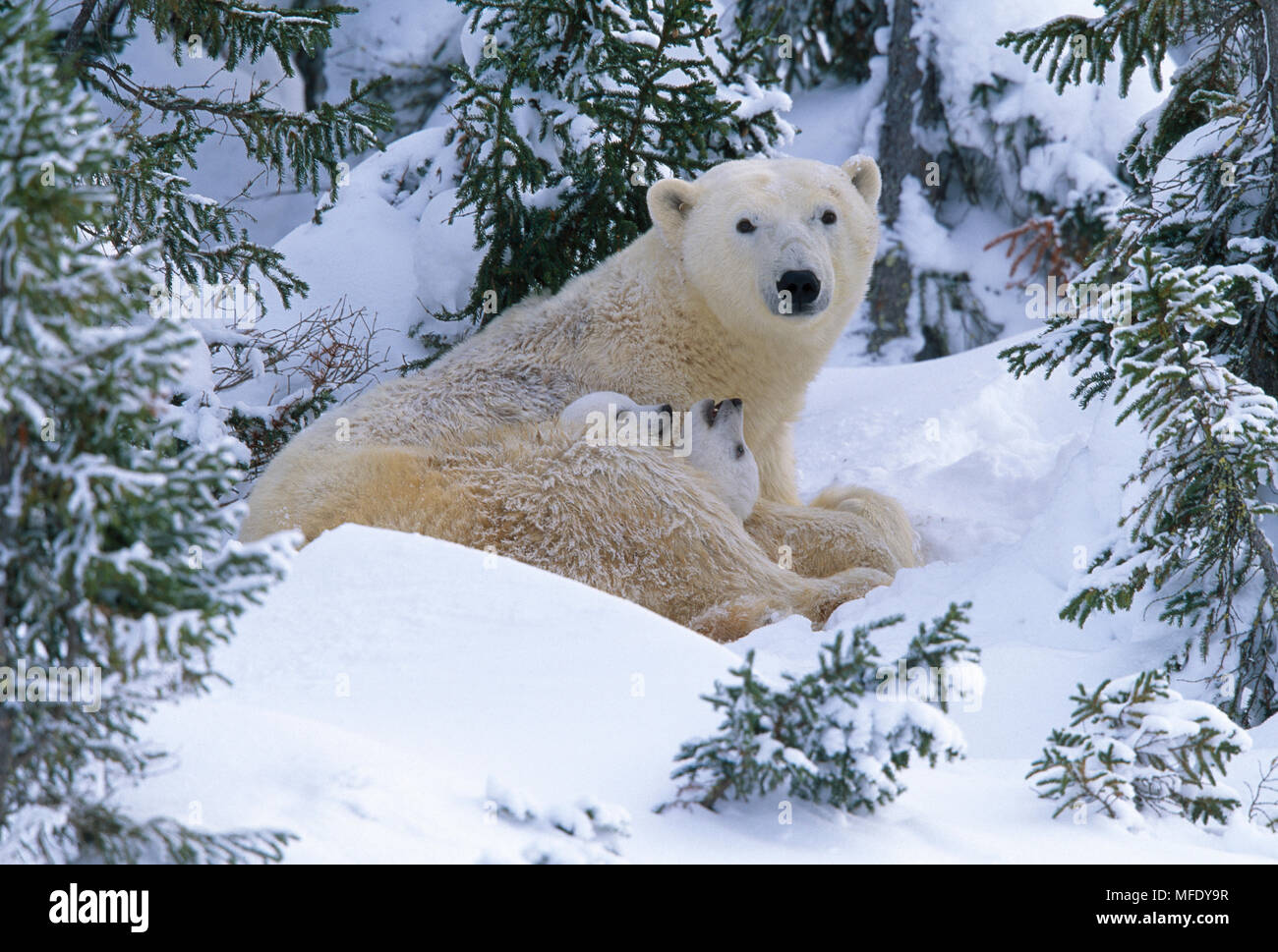 Female polar bear den hi-res stock photography and images - Alamy