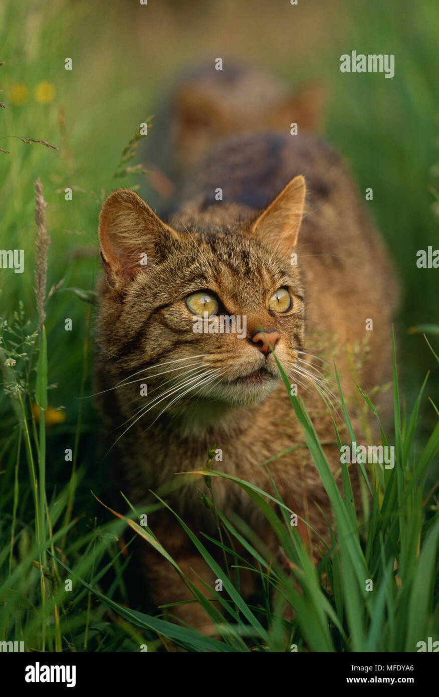 SCOTTISH WILDCAT in grass Felis sylvestris UK Stock Photo - Alamy