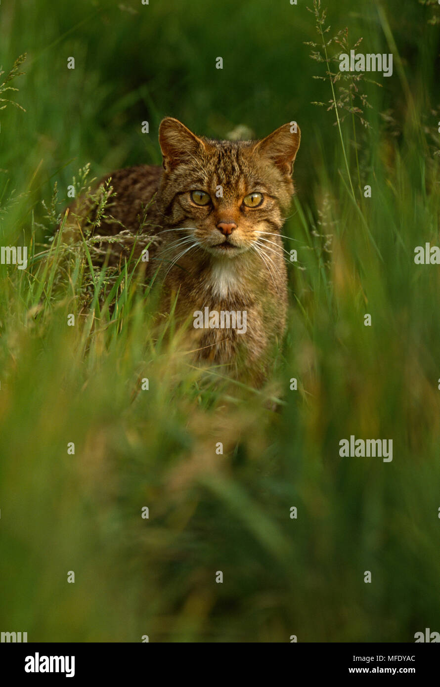 Rare scottish wildcats hi-res stock photography and images - Alamy