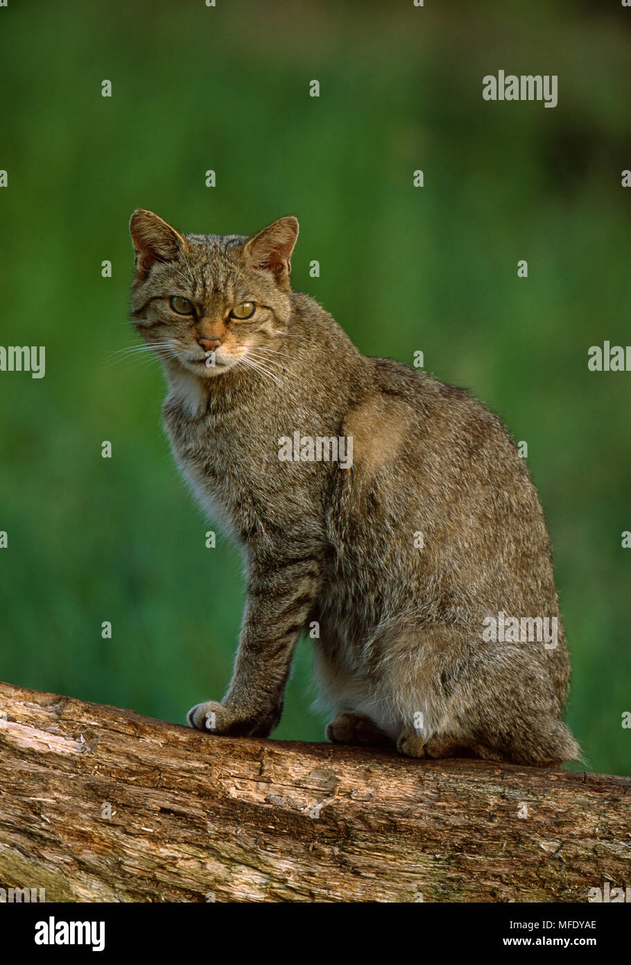 SCOTTISH WILDCAT Felis sylvestris sitting on fallen tree Stock Photo ...