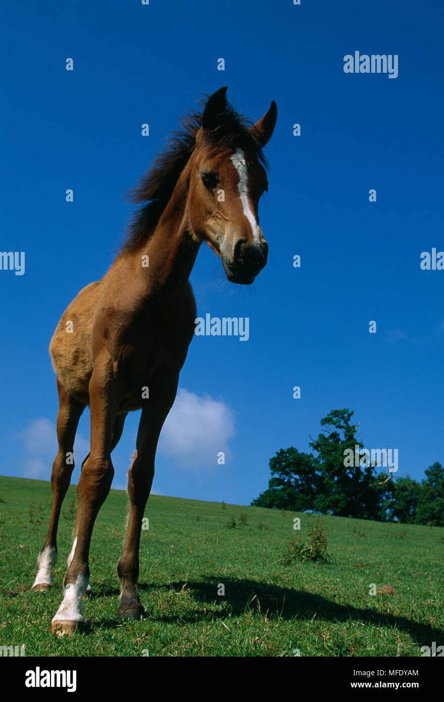 FOAL standing in meadow Stock Photo - Alamy