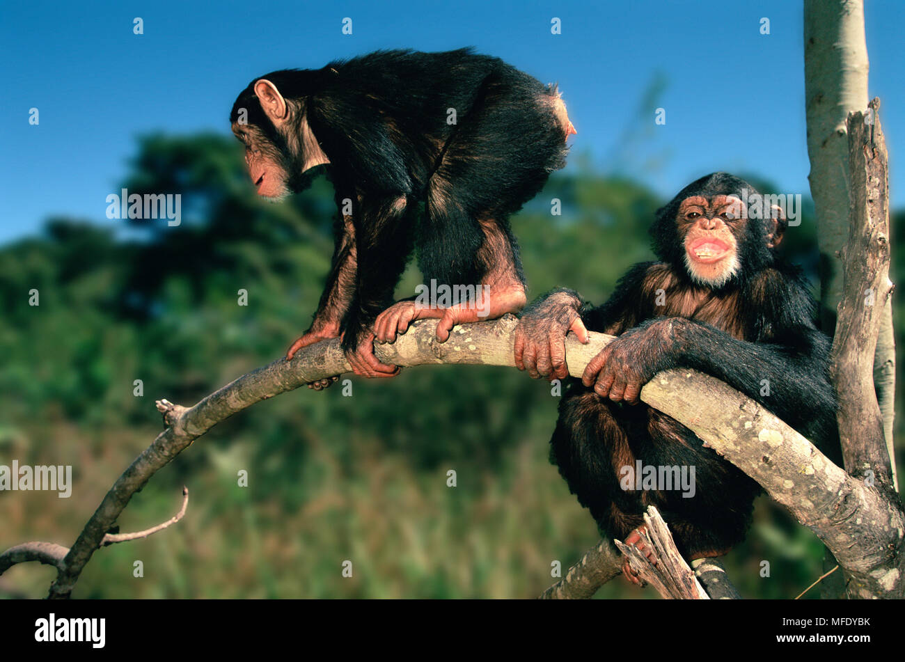 Baby chimps playing hi-res stock photography and images - Alamy
