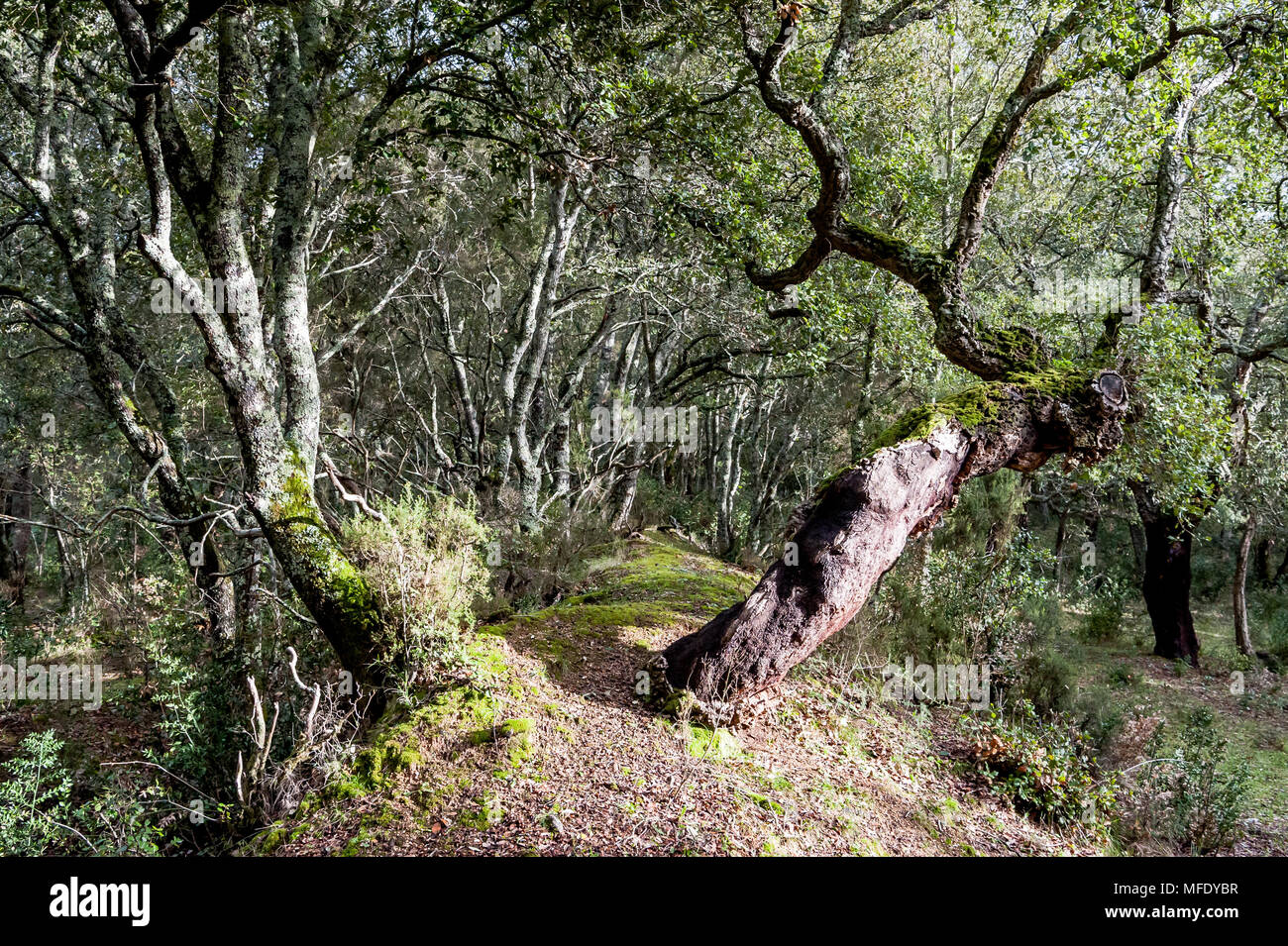The beautiful rugged forrest in the interior of Corsica, France in ...