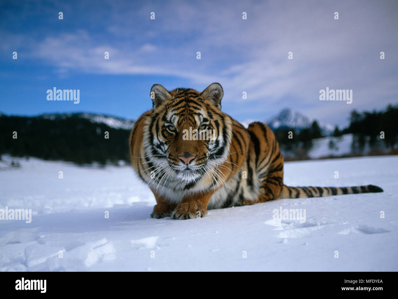 TIGER Panthera tigris Captive animal Stock Photo - Alamy