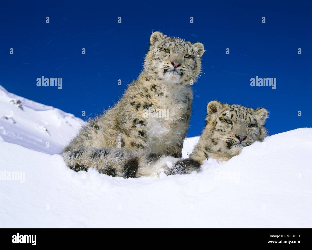 SNOW LEOPARDS Panthera uncia two young in snow. Endangered species ...