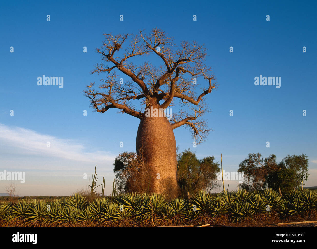 Madagascarensis hi-res stock photography and images - Alamy