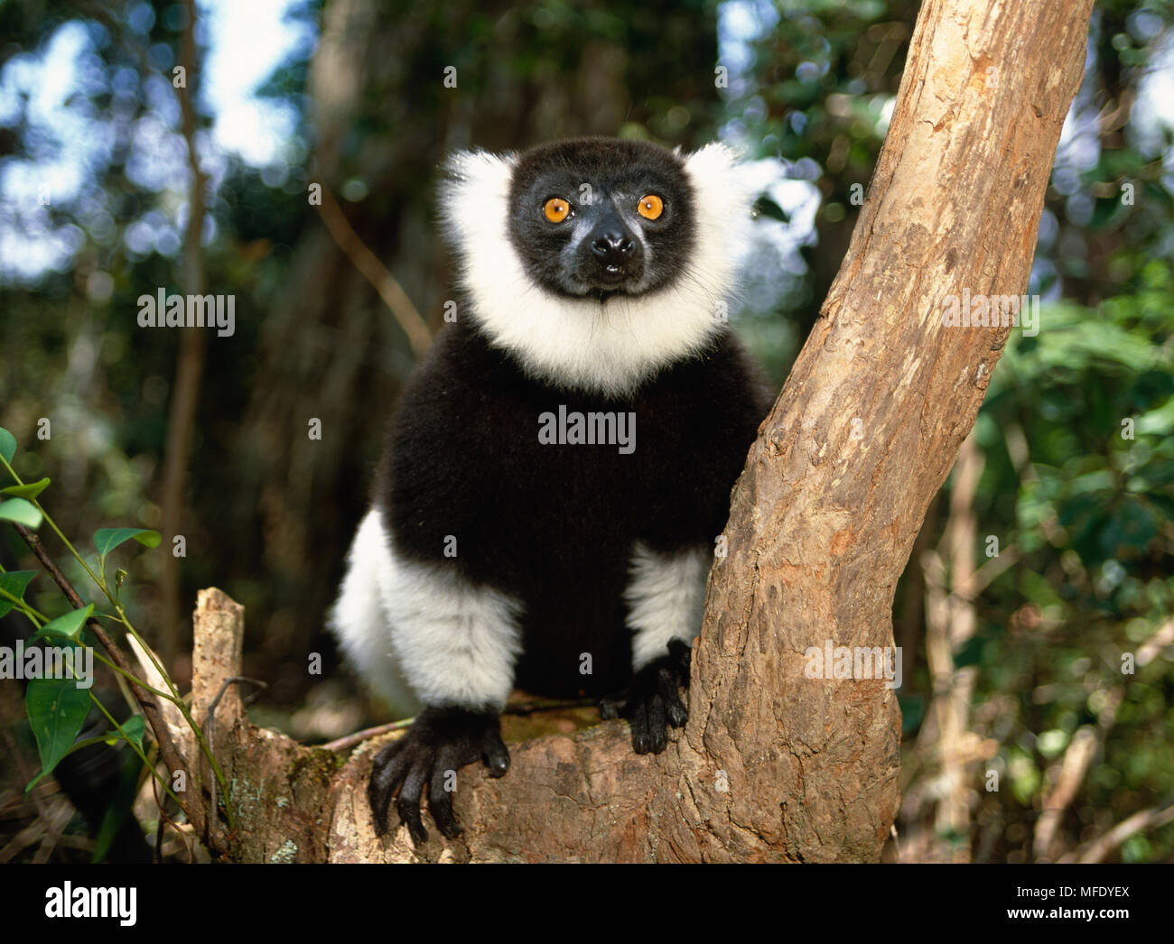 BLACK & WHITE RUFFED LEMUR Varecia variegata Madagascar Stock Photo - Alamy