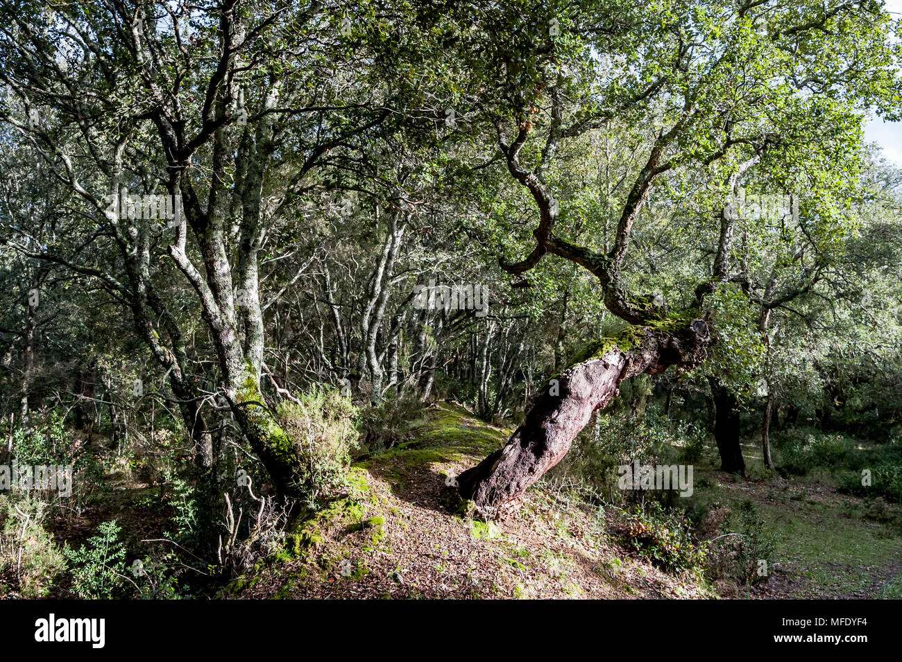 The beautiful rugged forrest in the interior of Corsica, France in ...