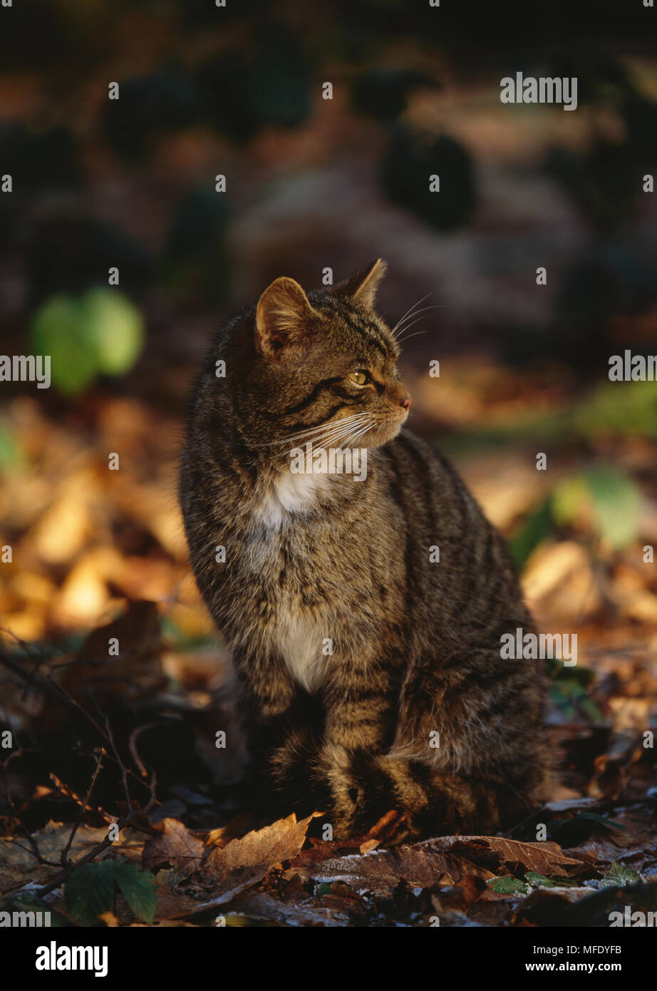 SCOTTISH WILDCAT sitting Felis sylvestris in woodland UK Stock Photo ...