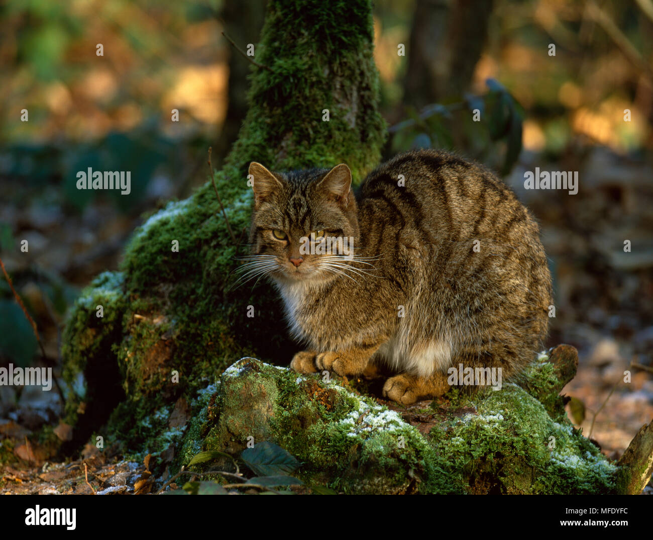 SCOTTISH WILDCAT resting Felis sylvestris in woodland UK Stock Photo ...