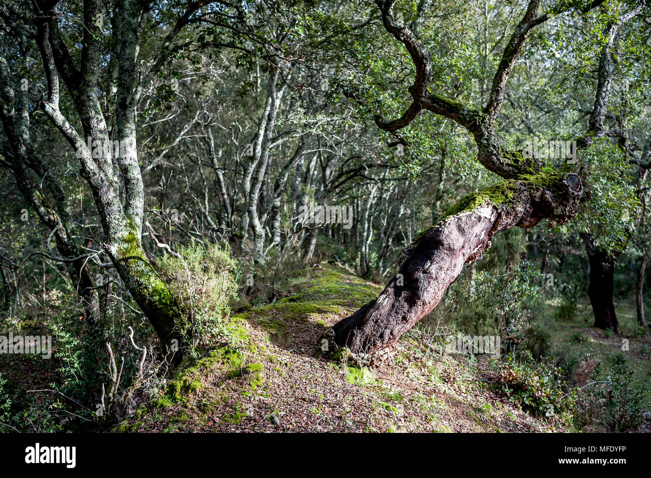 The beautiful rugged forrest in the interior of Corsica, France in ...