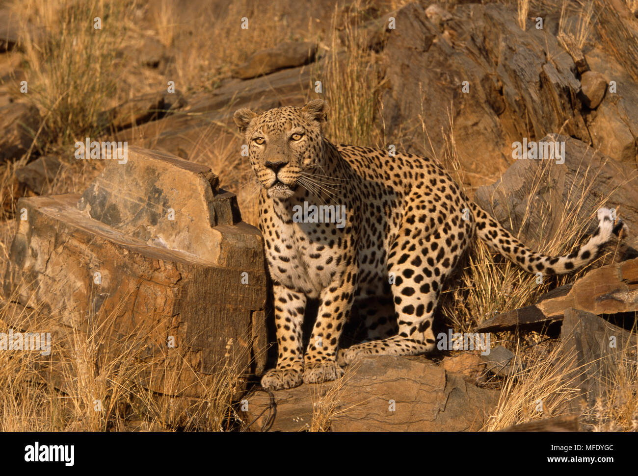 LEOPARD on rocks Panthera pardus Namibia Stock Photo - Alamy
