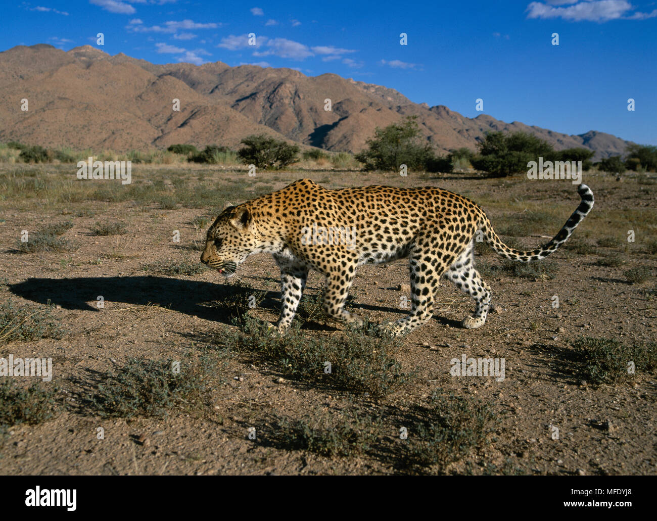 LEOPARD Panthera pardus Namib Desert, Namibia Stock Photo - Alamy