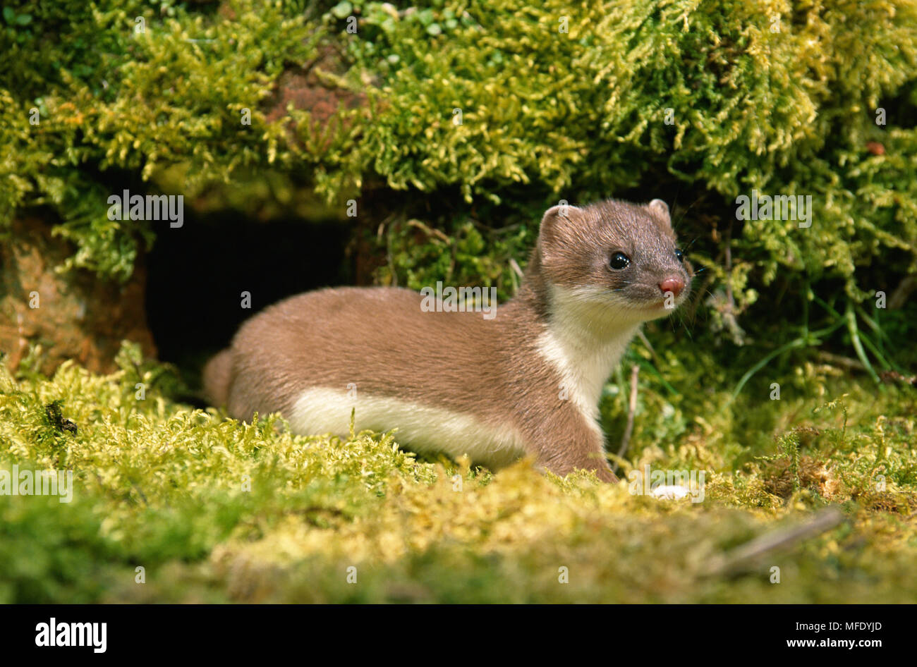 STOAT Mustela erminea Somerset, England Stock Photo - Alamy