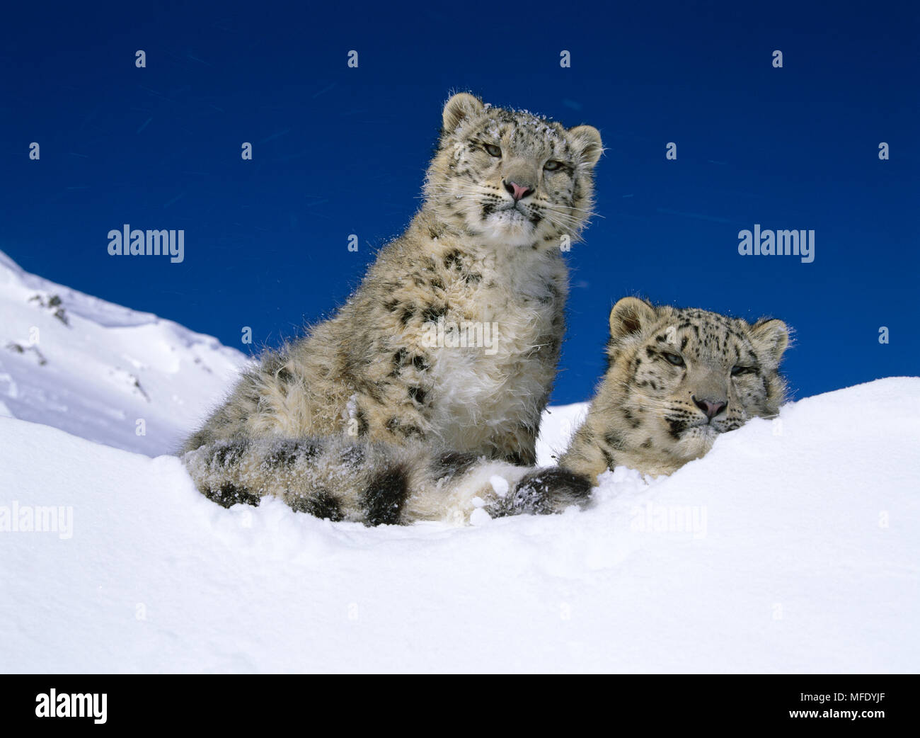 SNOW LEOPARDS Panthera uncia Stock Photo - Alamy