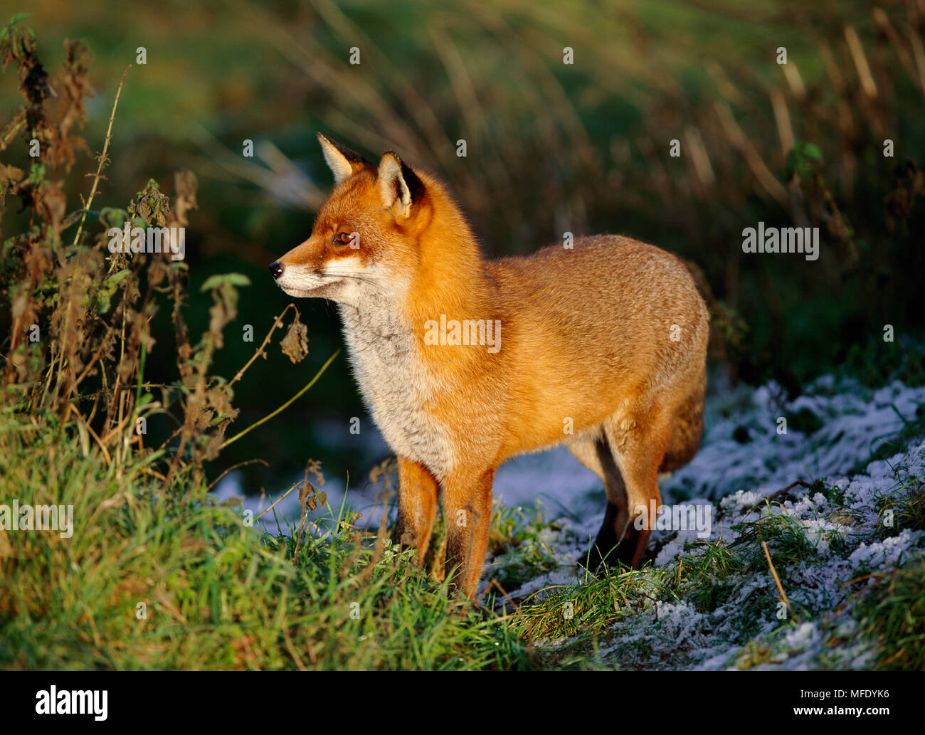 EUROPEAN RED FOX Vulpes vulpes watching rabbits, UK Stock Photo - Alamy