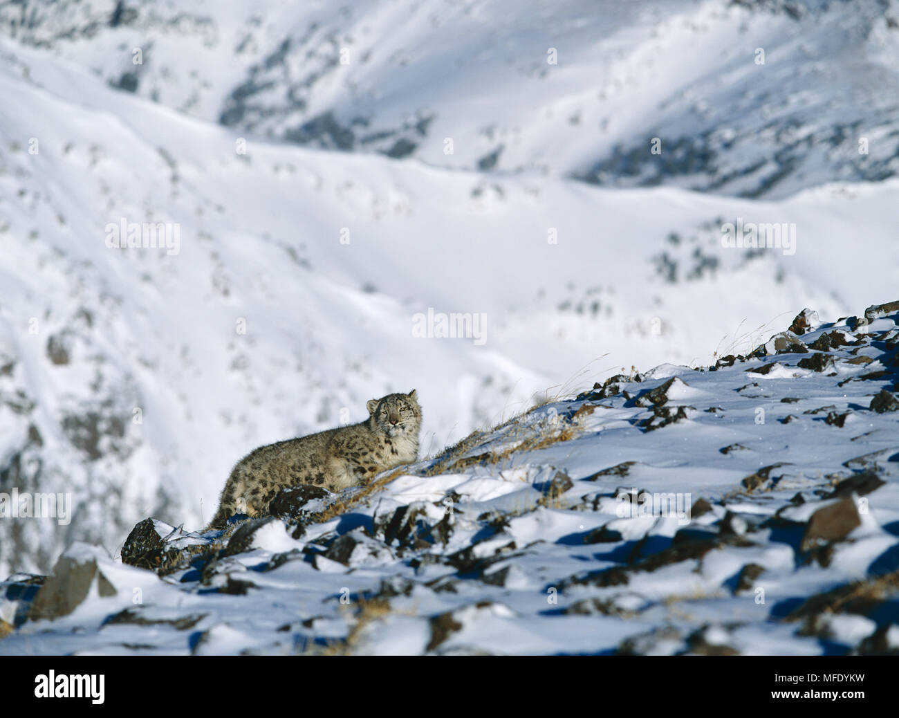 SNOW LEOPARD Panthera uncia Stock Photo - Alamy